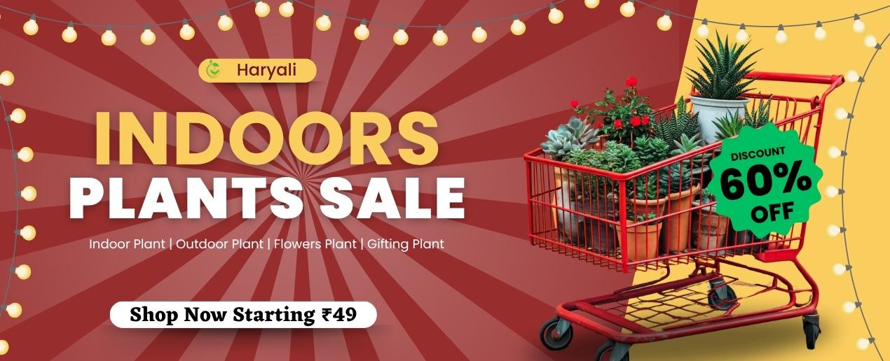 Haryali Apna Plant Store – Haryali : Apna Plant Store