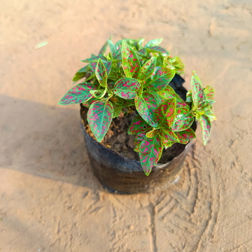 Haryali Apna Plant Store – Haryali : Apna Plant Store