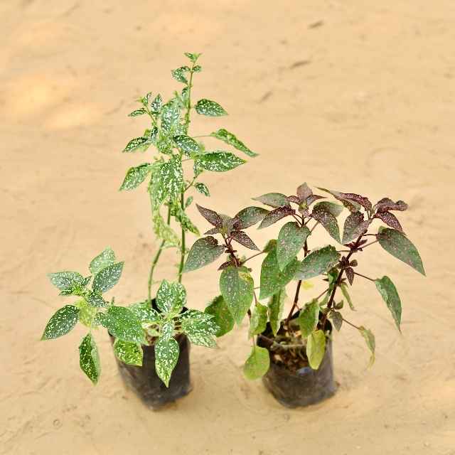 Set Of 2 Polka Dot Plant Hypostasis Any Color In 4 Inch Nursery bag ...