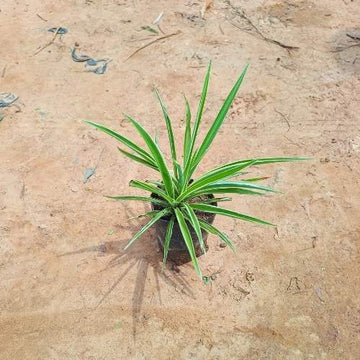 Haryali Apna Plant Store – Haryali : Apna Plant Store